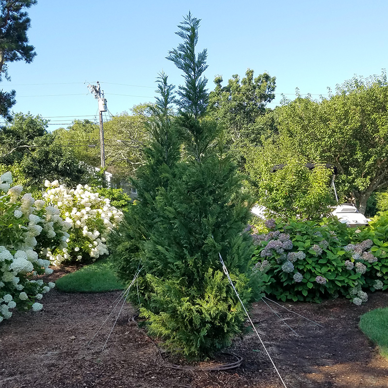 Cape Cod Tree Replacement